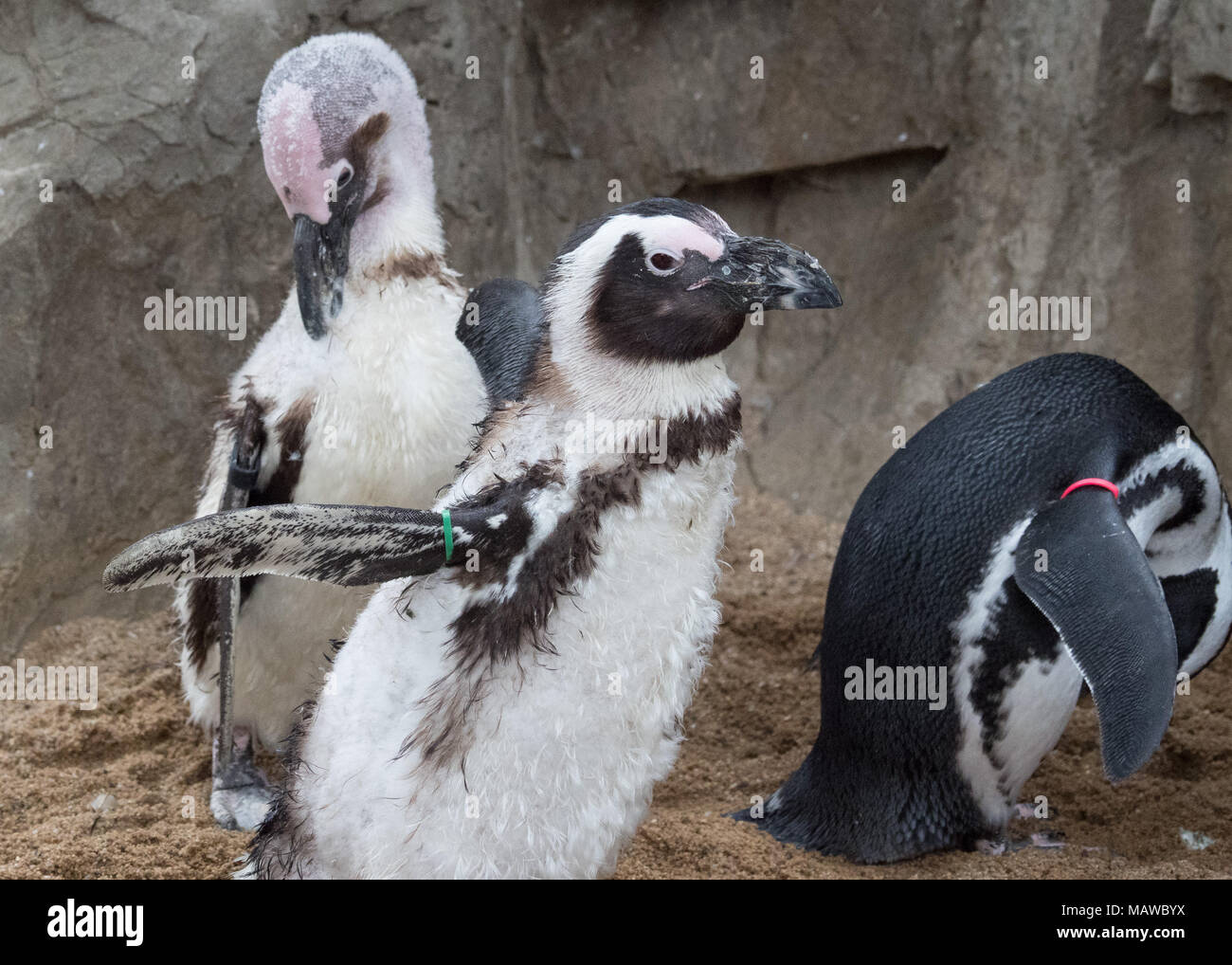 Cute Humboldt Penguins and African Black-footed Penguins on the Shore ...
