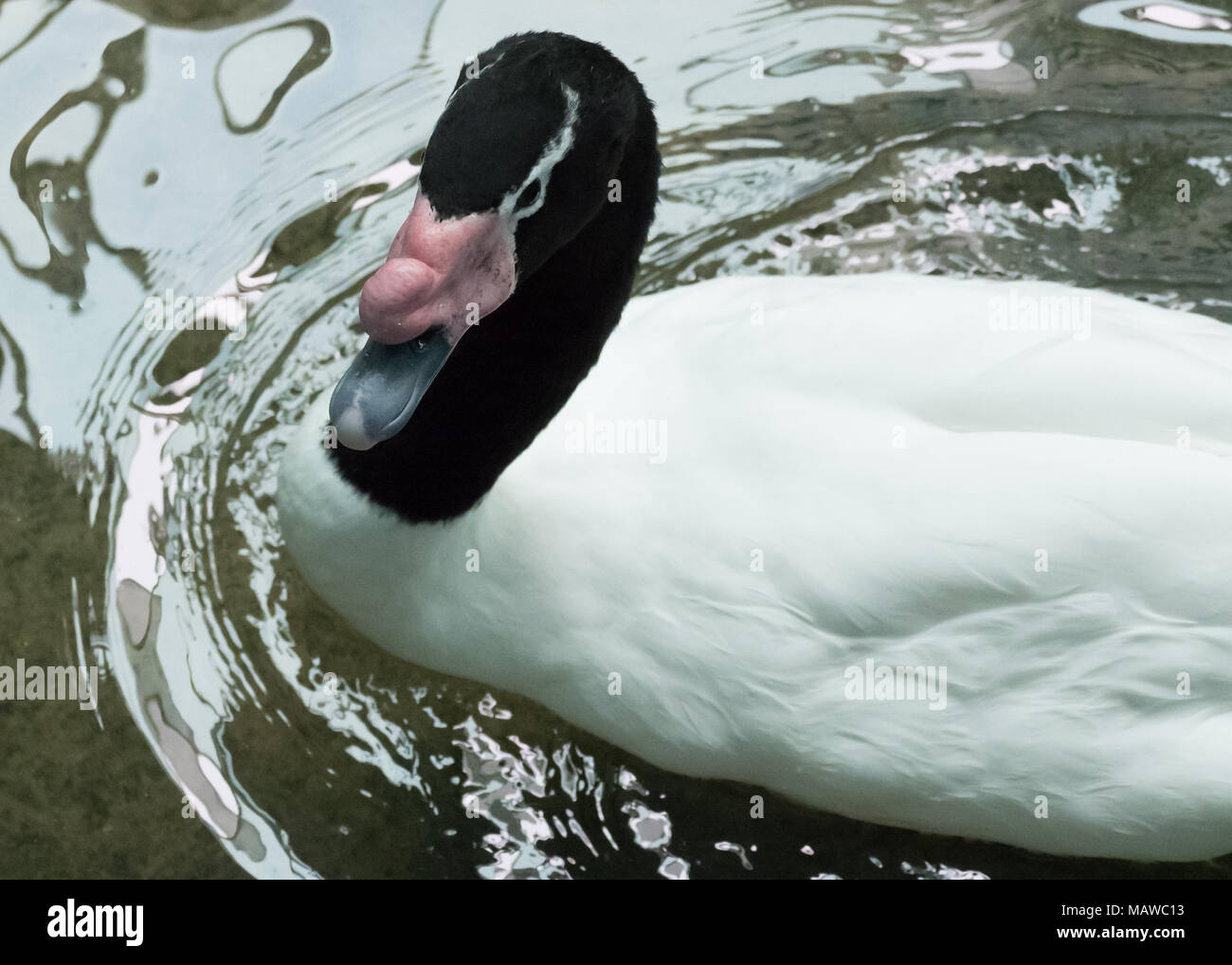Closeup of a Swan Swimming in the Water Stock Photo - Alamy