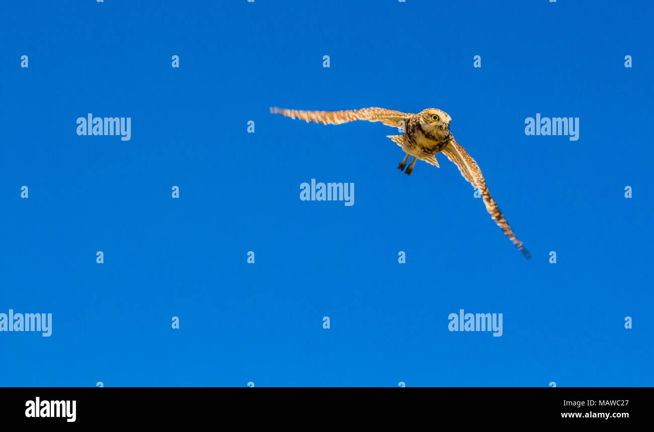 Owl night sky hi-res stock photography and images - Alamy