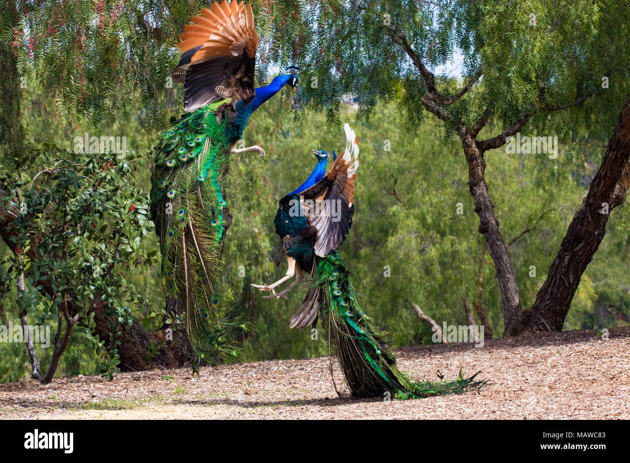 Incredible aerial display of two powerful, competing peacocks for ...