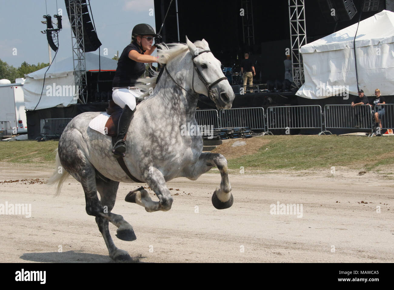 Draft Horse High Resolution Stock Photography and Images - Alamy