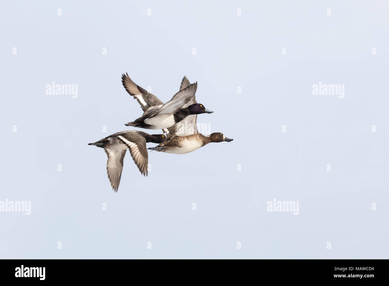 Lesser Scaup Flying