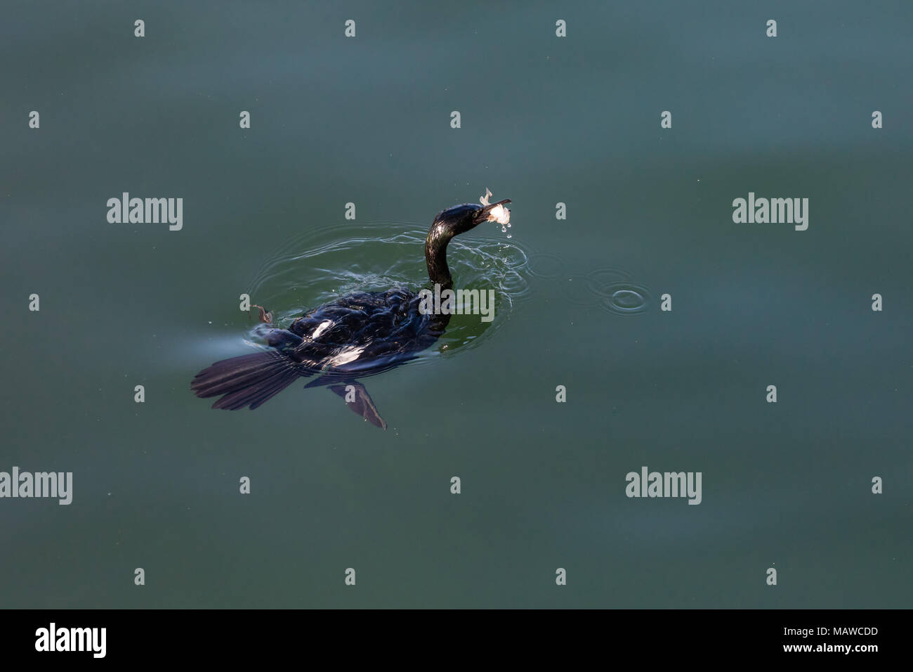 Fish hunting hi-res stock photography and images - Alamy