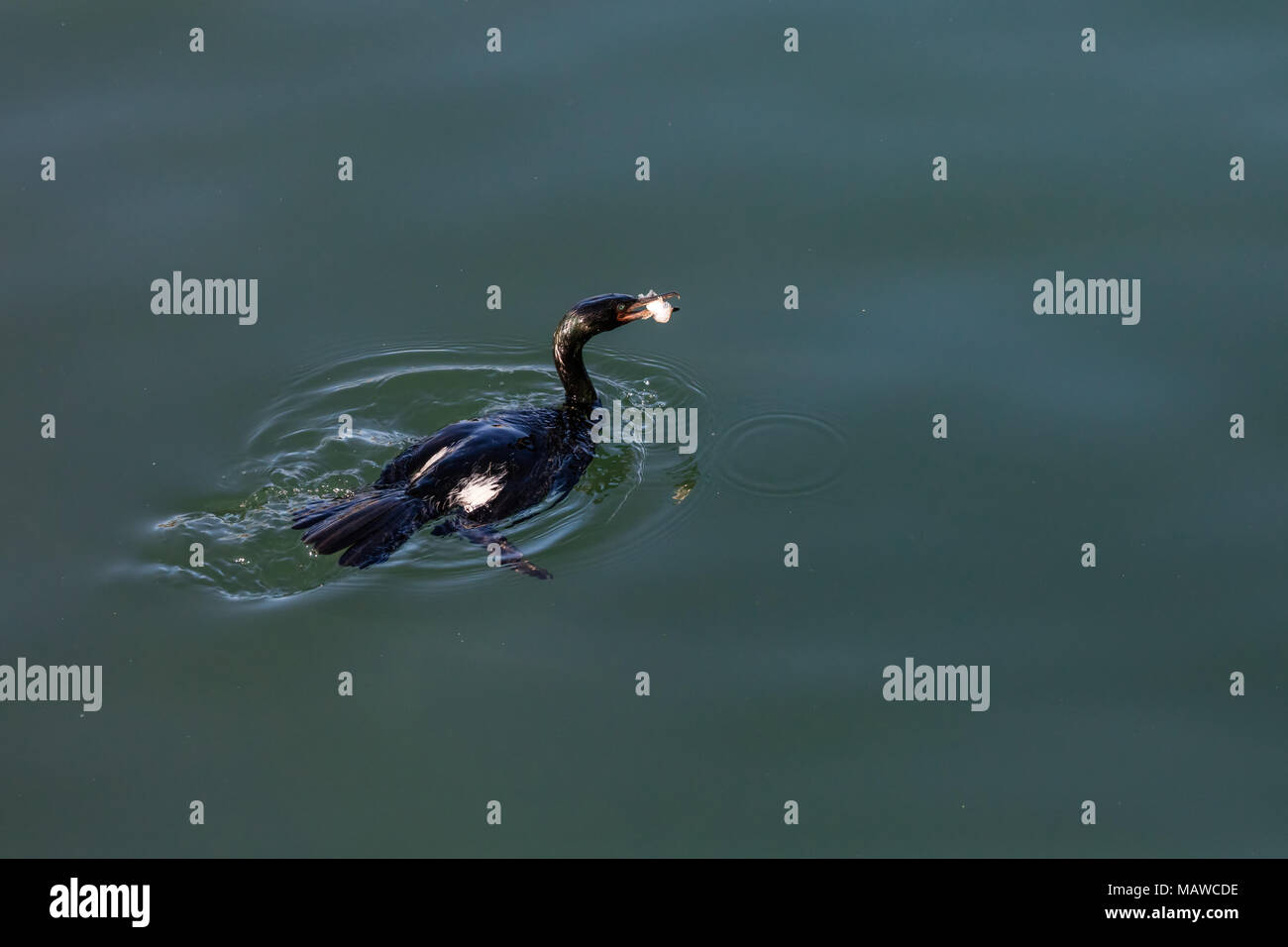 Cormorant hunting fish hi-res stock photography and images - Alamy