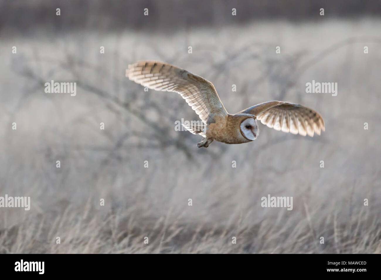 Barn owl hunting for food at BC Canada Stock Photo - Alamy