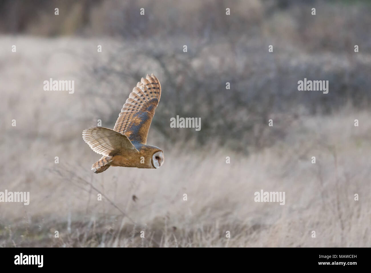 Barn owl hunting for food at BC Canada Stock Photo - Alamy