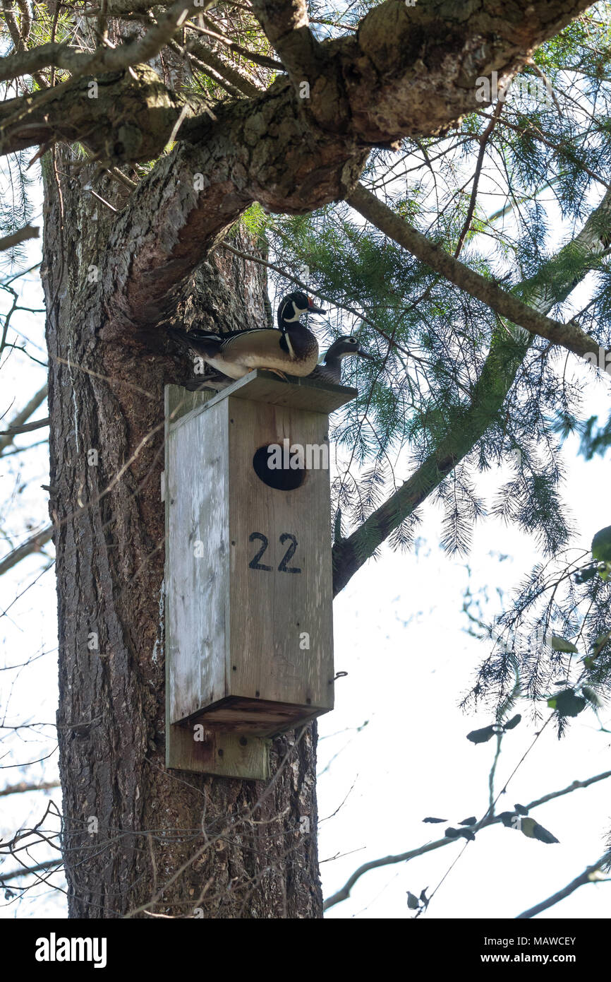 Wood duck nest hi-res stock photography and images - Alamy