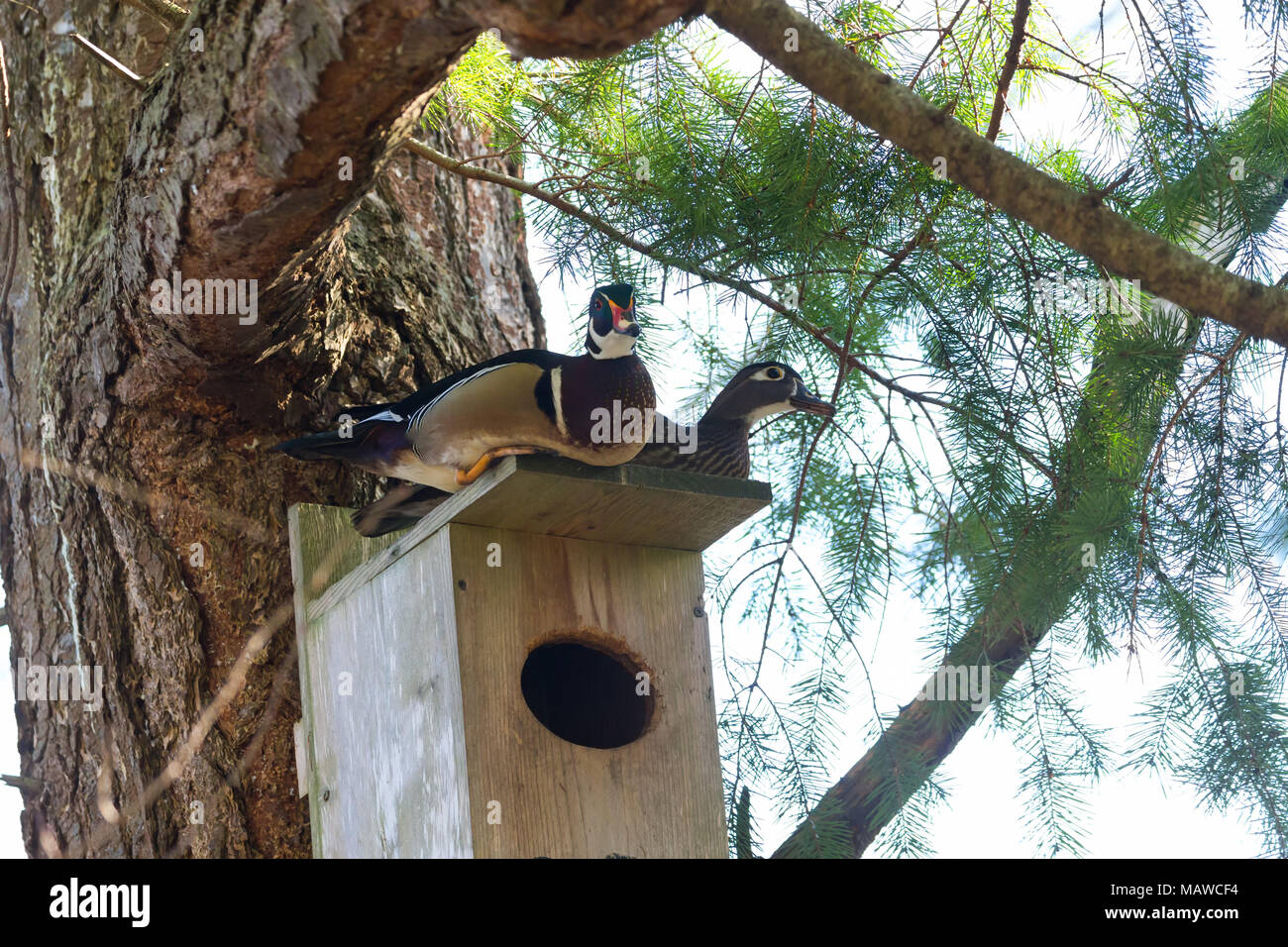 Wood duck nest box hi-res stock photography and images - Alamy