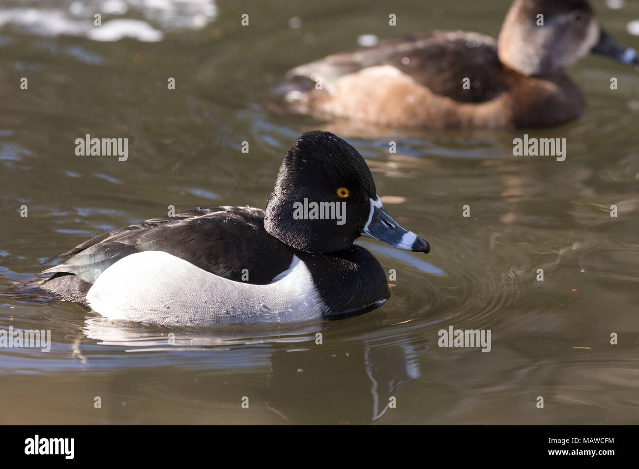 A Male Ring necked duck at BC Canada Stock Photo - Alamy