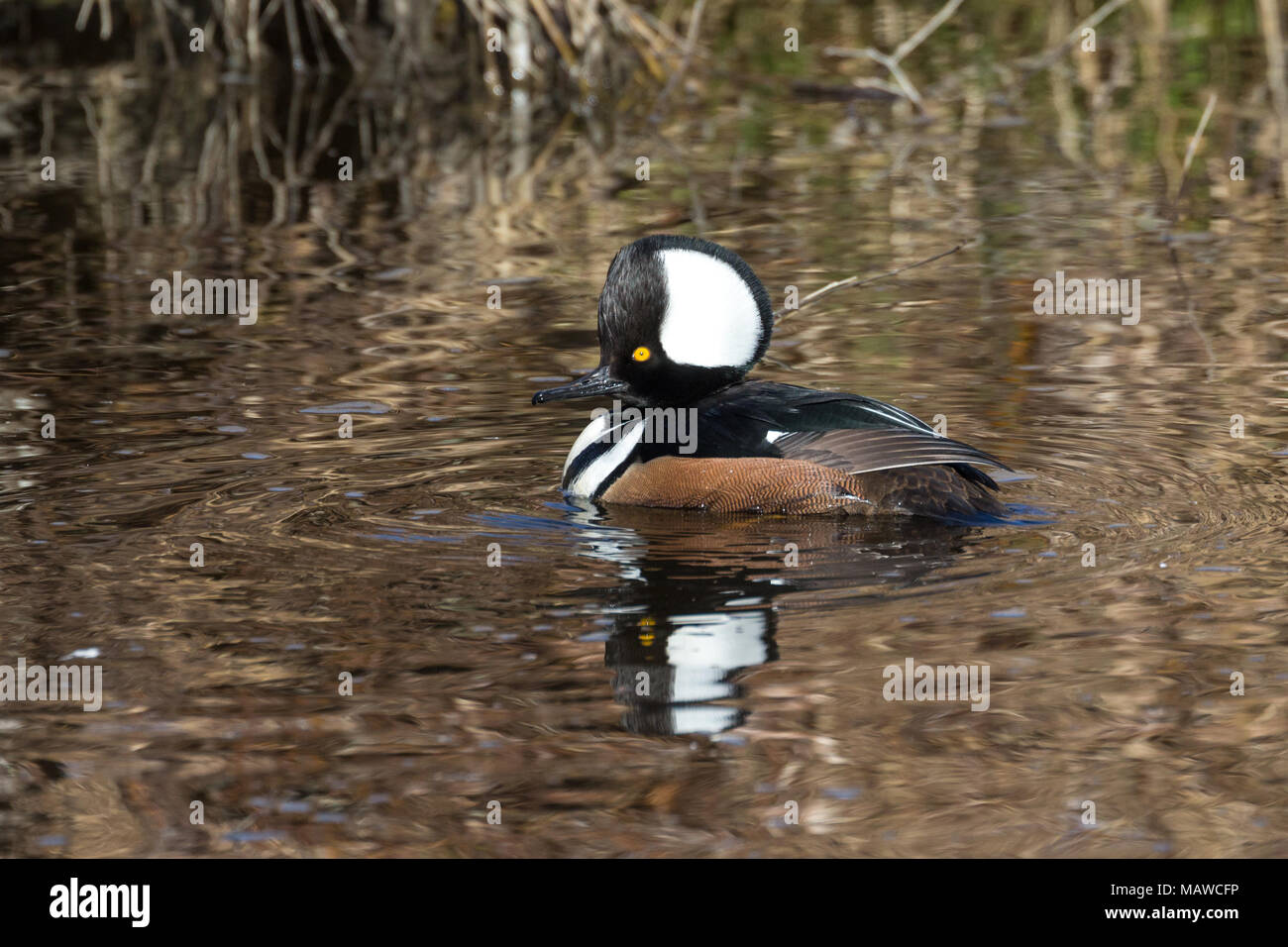 A Male Hooded merganser duck at BC Canada Stock Photo - Alamy