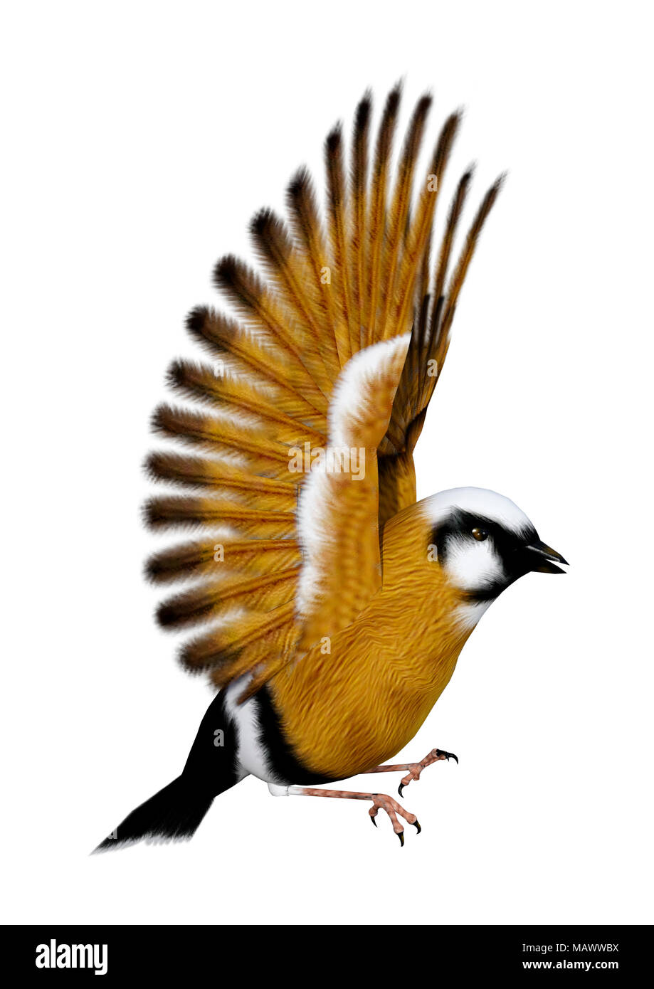 Parson finch Cut Out Stock Images & Pictures - Alamy