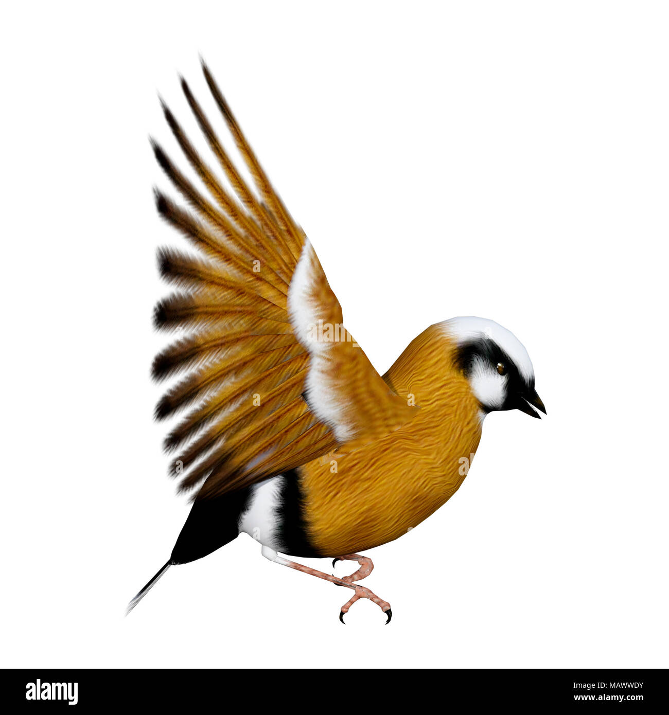 3D rendering of a parsons finch or black-throated finch bird isolated ...