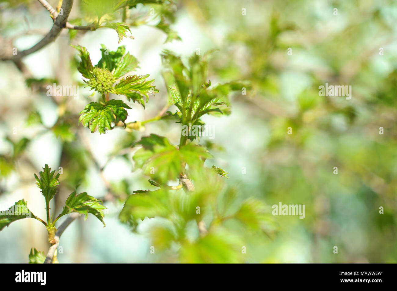 Branches with buds of chinese snowball tree in the garden. Close-up ...