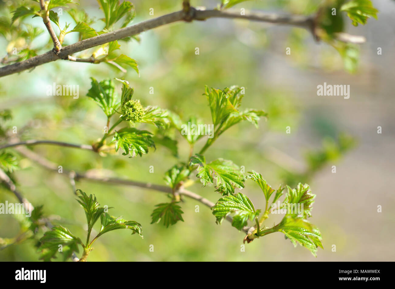 Branches with buds of chinese snowball tree in the garden. Close-up ...