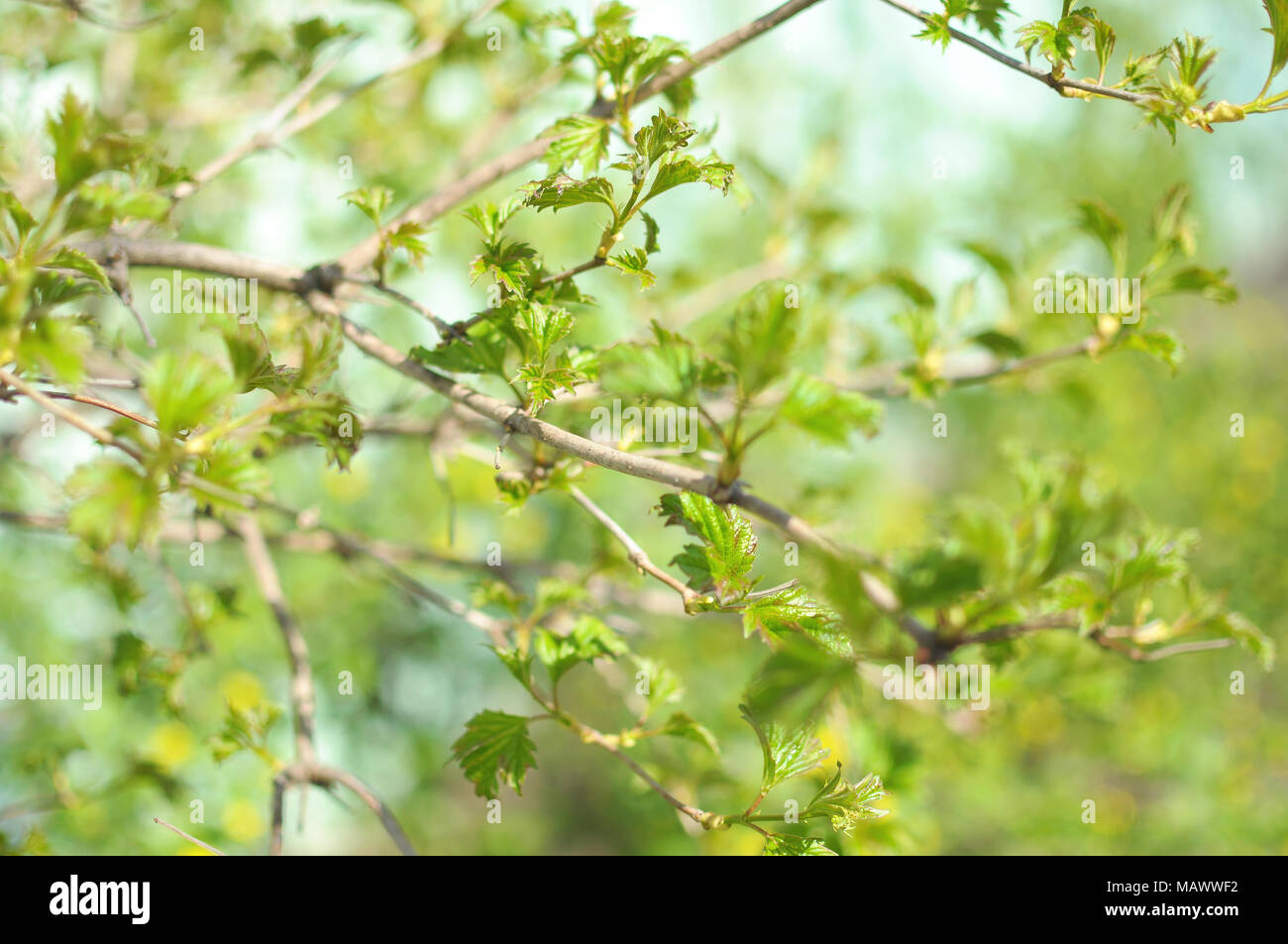 Branches with buds of chinese snowball tree in the garden. Close-up ...