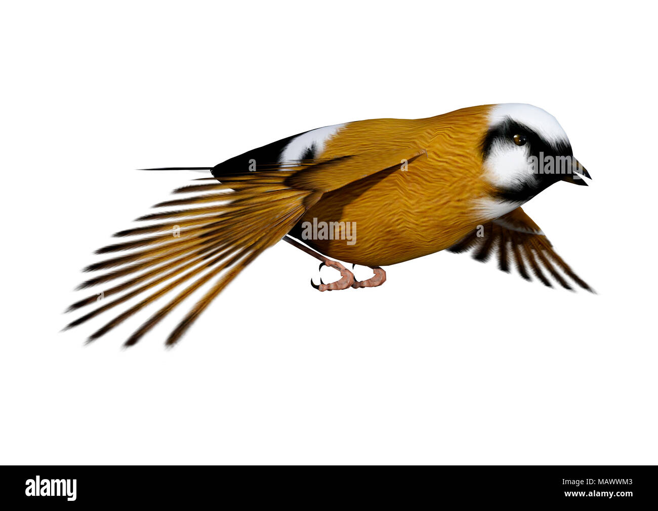3D rendering of a parsons finch or black-throated finch bird isolated ...