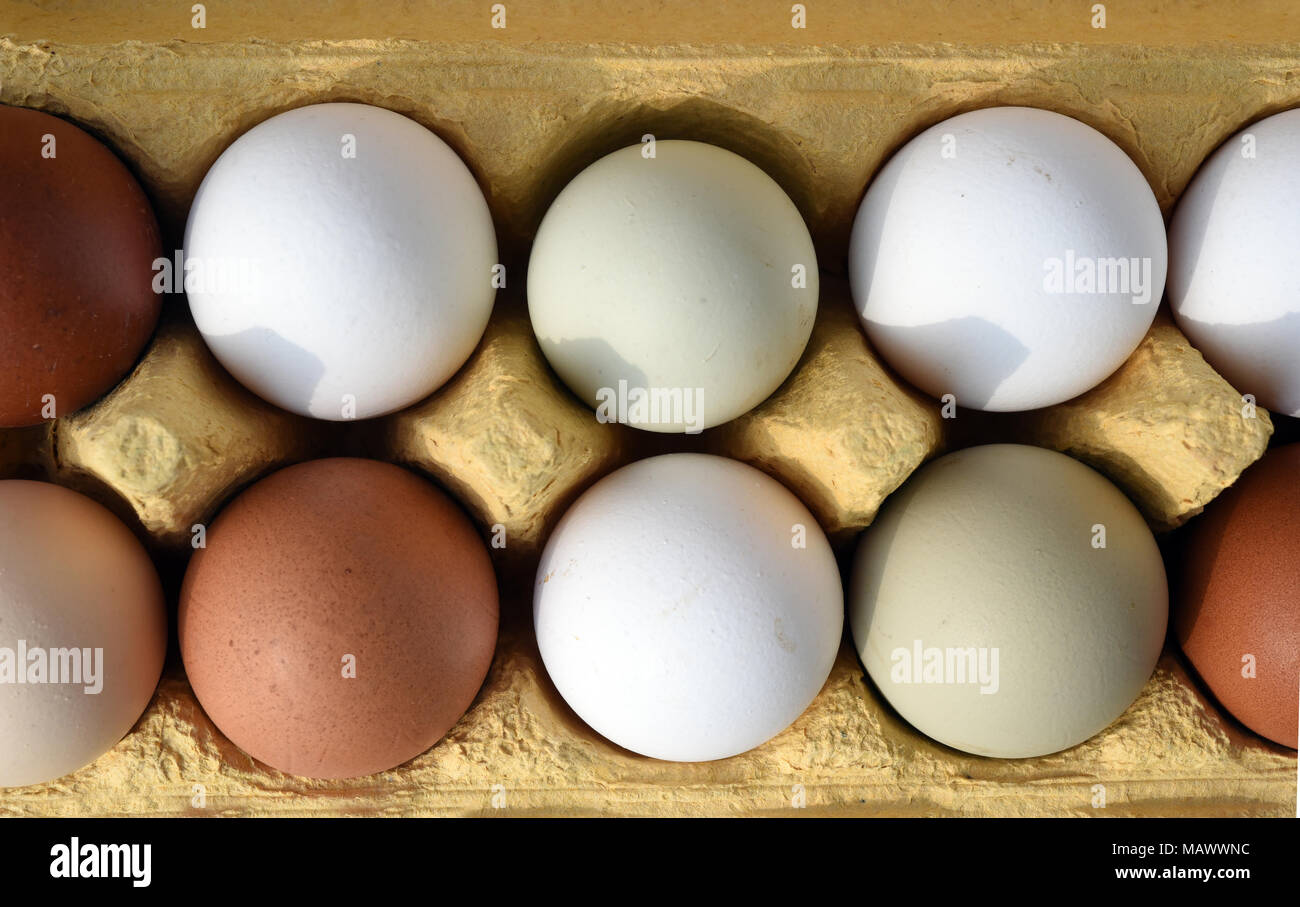 Huehnereier, Eier, ungefaerbt, bunte Stock Photo - Alamy