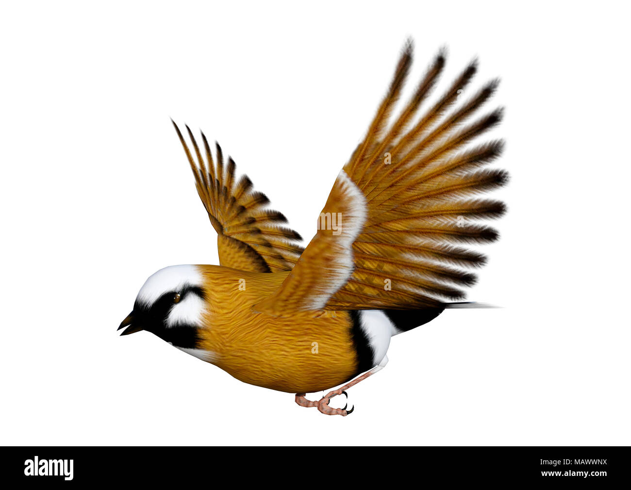 3D rendering of a parsons finch or black-throated finch bird isolated ...