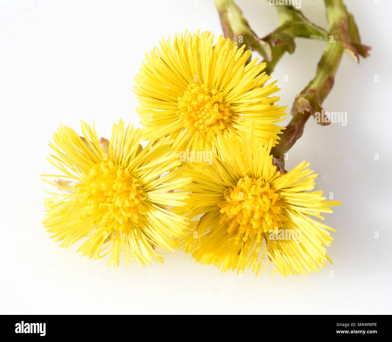 Huflattich, Tussilago, Farfara Stock Photo - Alamy