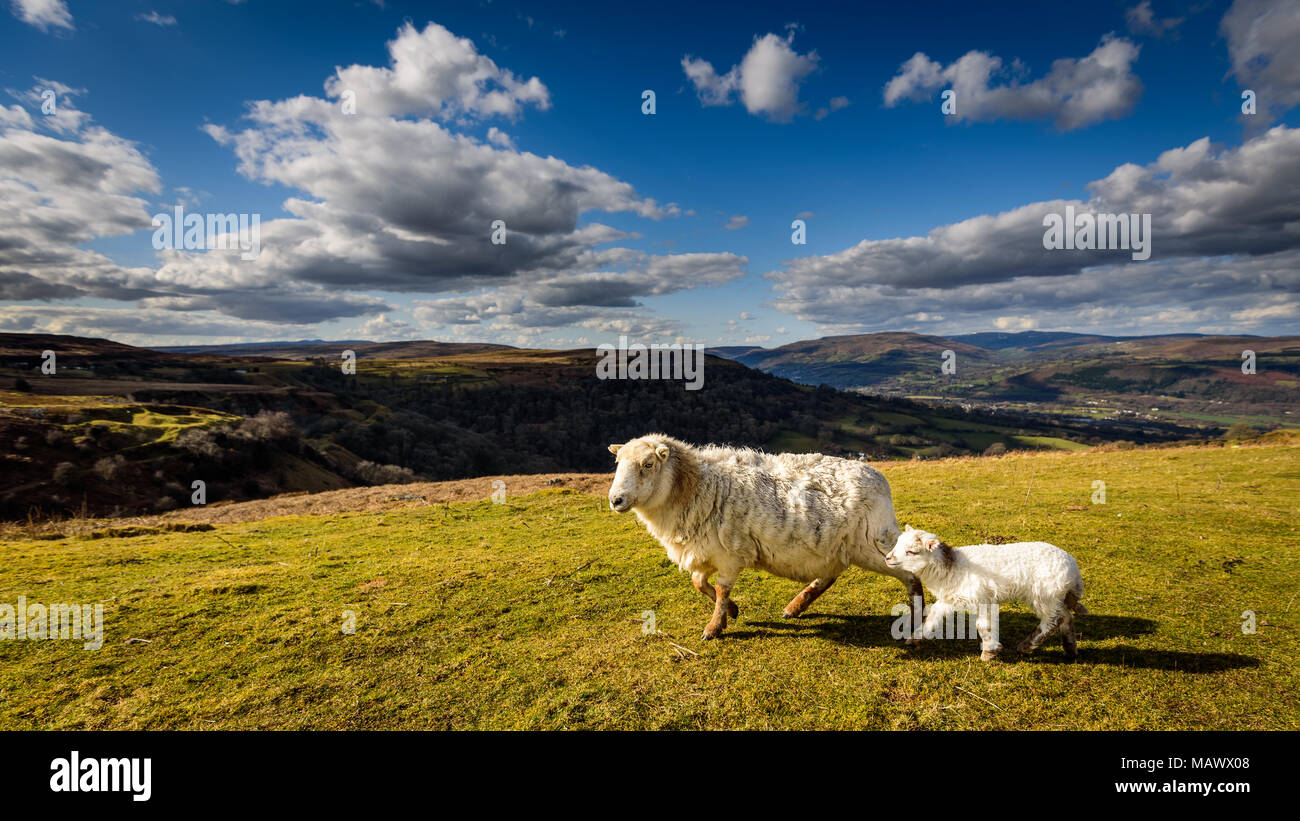 Sheep and Lamb close up at the Welsh Countryside in Brecon Beacons ...