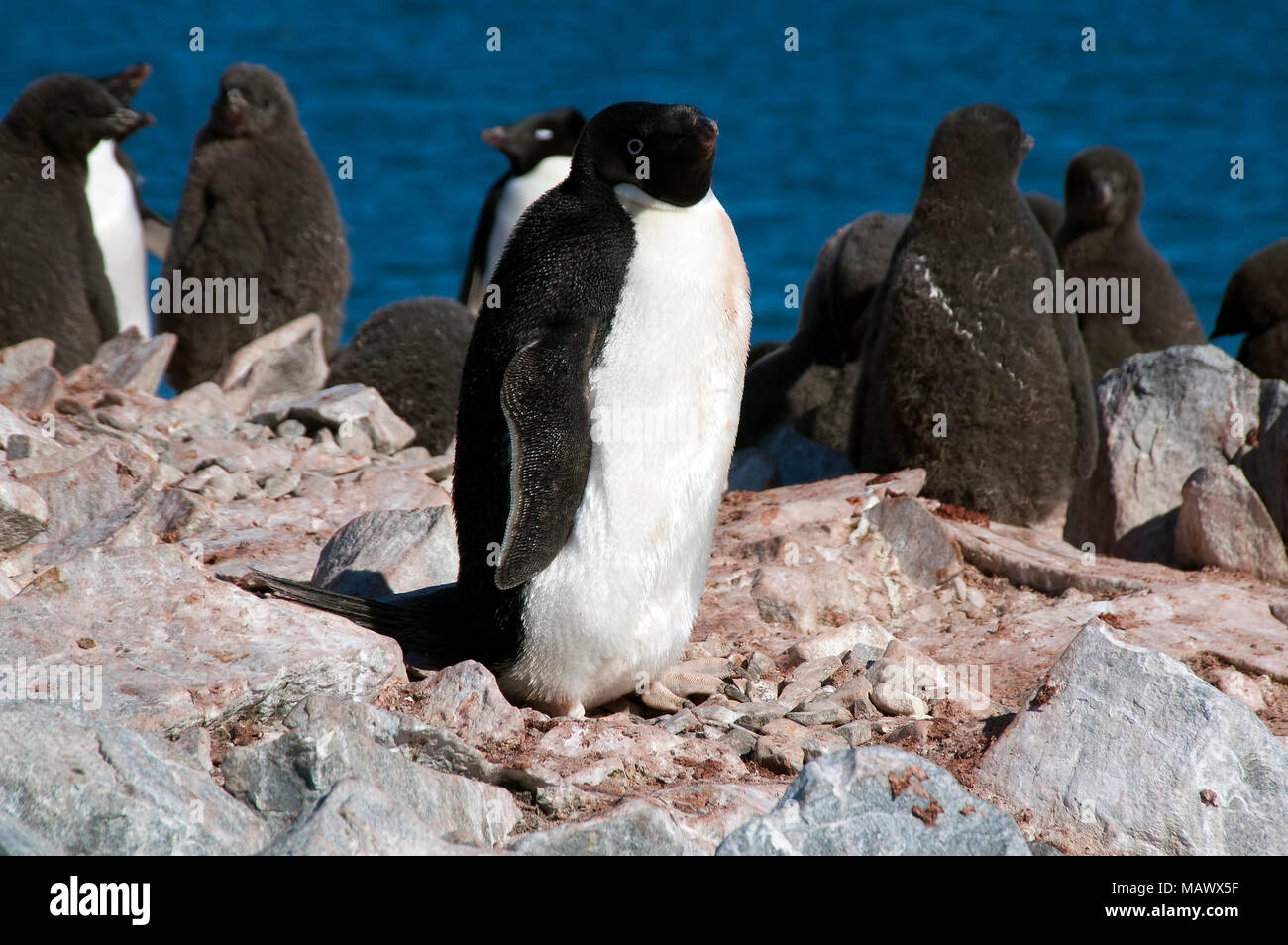 Esperanza base hi-res stock photography and images - Alamy