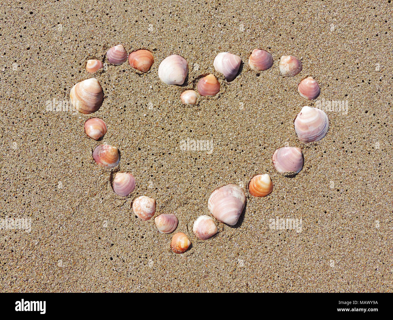 Seashell theme hi-res stock photography and images - Alamy