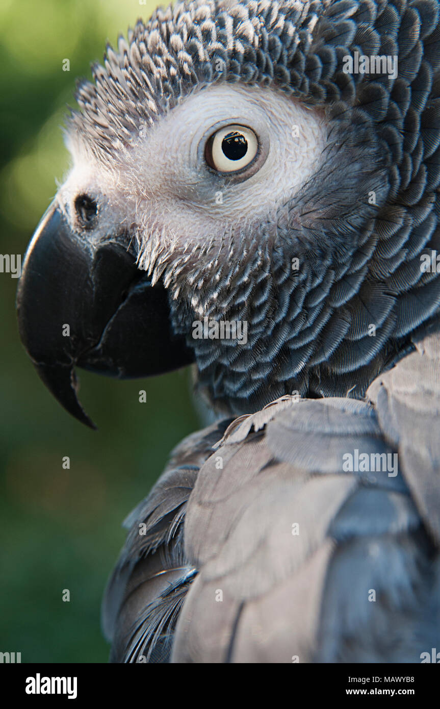 African grey parrot portrait hi-res stock photography and images - Alamy