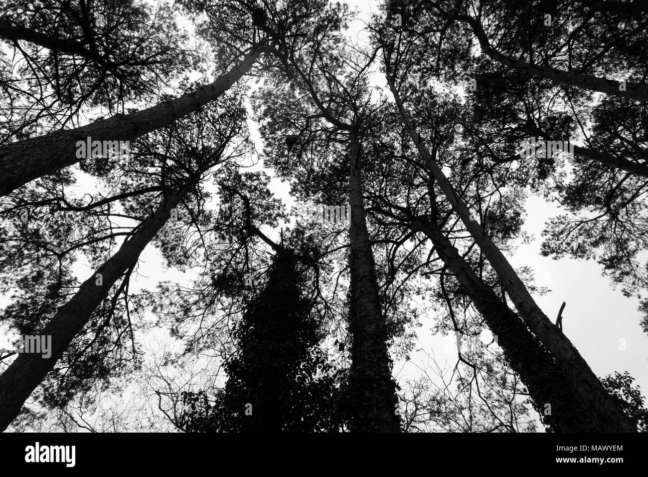 Tree silhouette silhouettes hi-res stock photography and images - Alamy