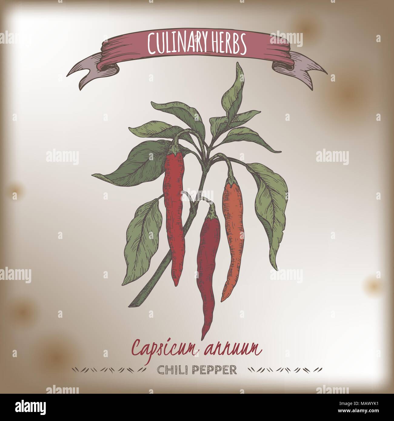 Cayenne pepper aka hot chili, Capsicum annuum hand drawn color sketch ...