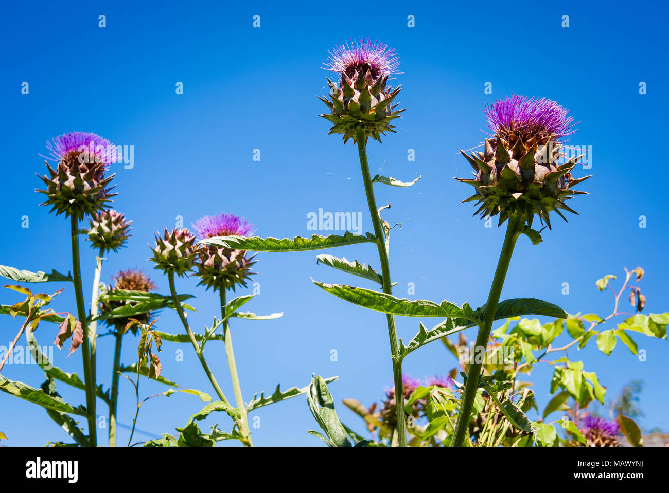 Globe thistle border hi-res stock photography and images - Alamy