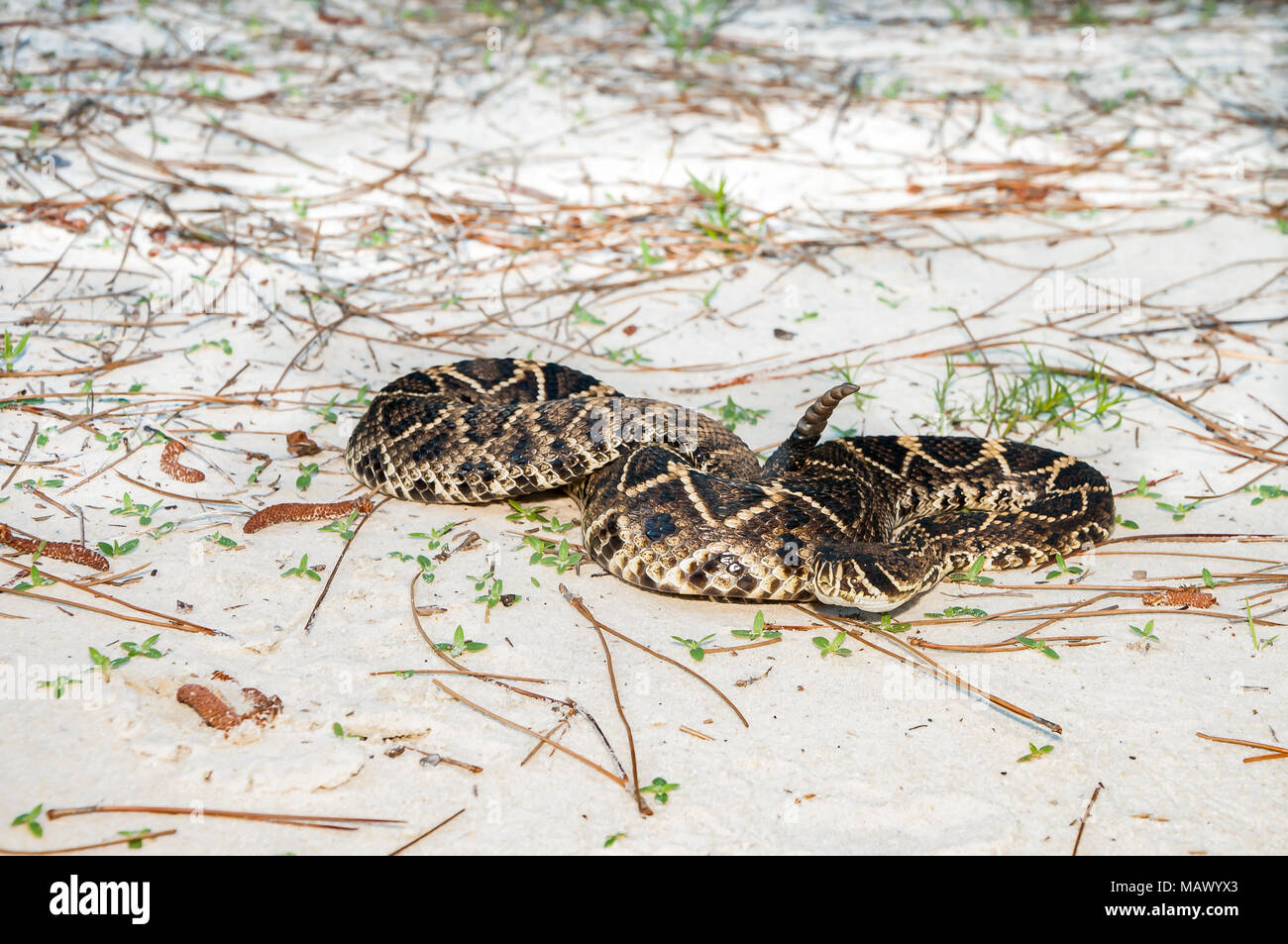 Eastern diamondback snake hi-res stock photography and images - Alamy