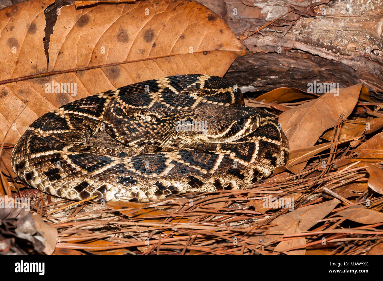 Eastern diamondback rattlesnake hi-res stock photography and images - Alamy