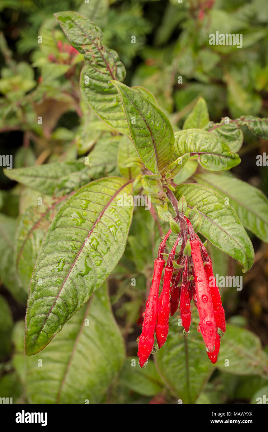 Exotic fuchsia hi-res stock photography and images - Alamy