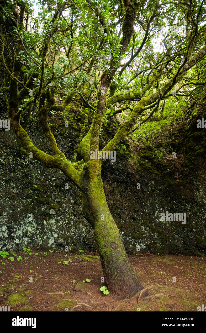 Holy tree known as Garoé, a stinkwood (Ocotea foetens), used to obtain ...