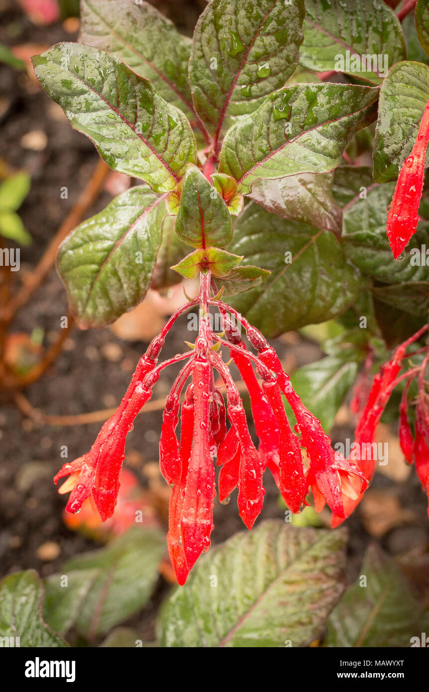 Fuchsia Triphylla Koralle flowing in summer in UK Stock Photo - Alamy