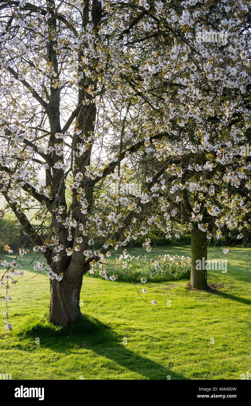 Bearing flowers hi-res stock photography and images - Alamy