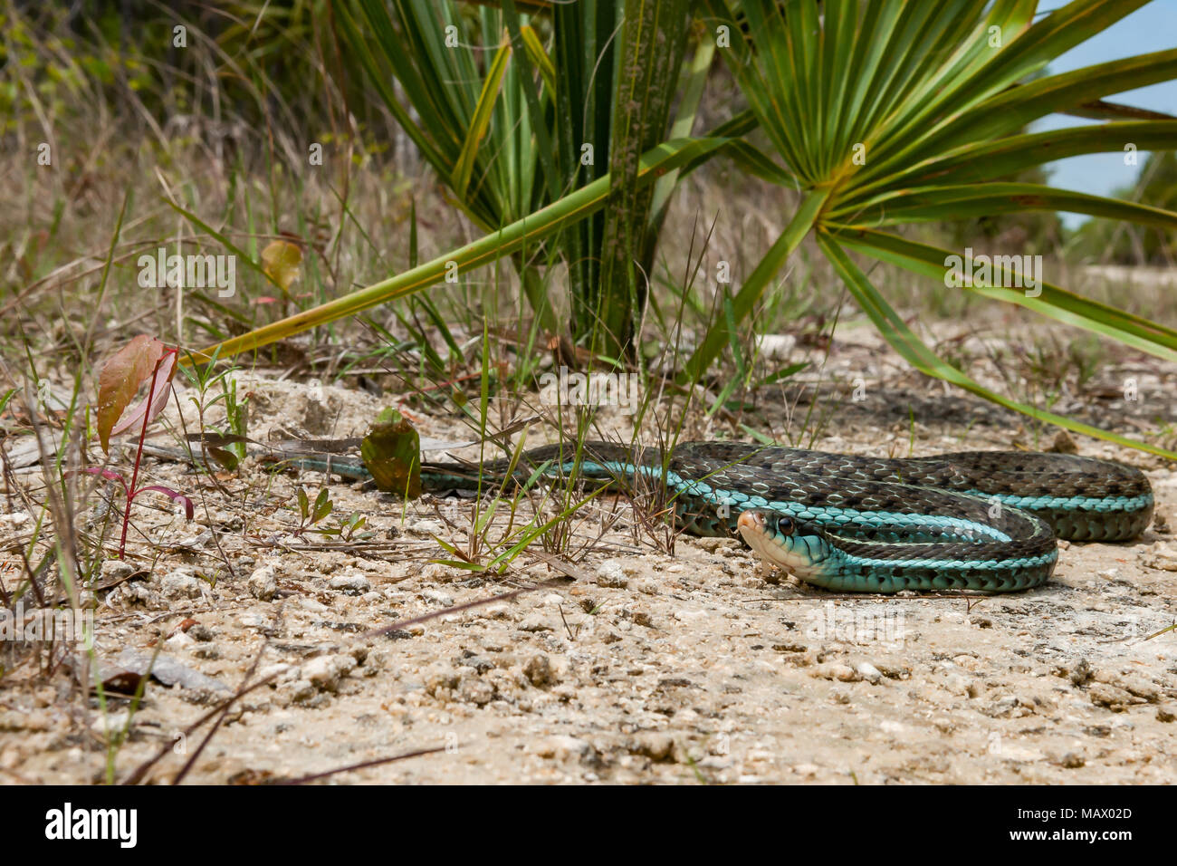 Checkered garter snake hi-res stock photography and images - Alamy