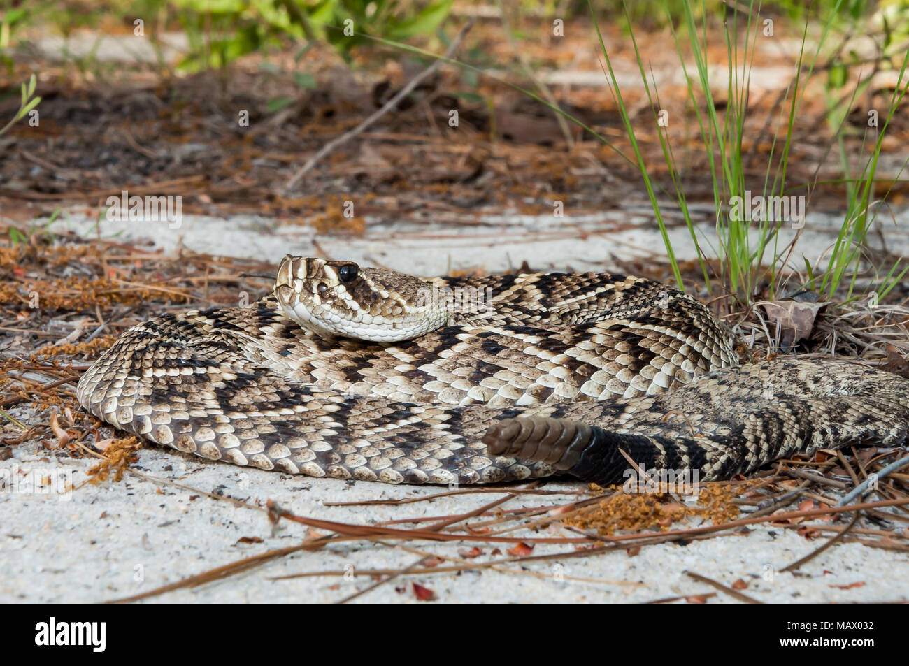 Eastern Diamondback Rattlesnake (Crotalus adamanteus Stock Photo - Alamy