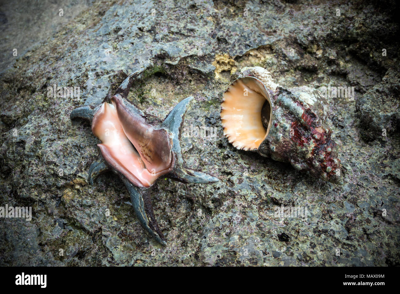 Large shells on the stone. Sink like a strange living creatures ...