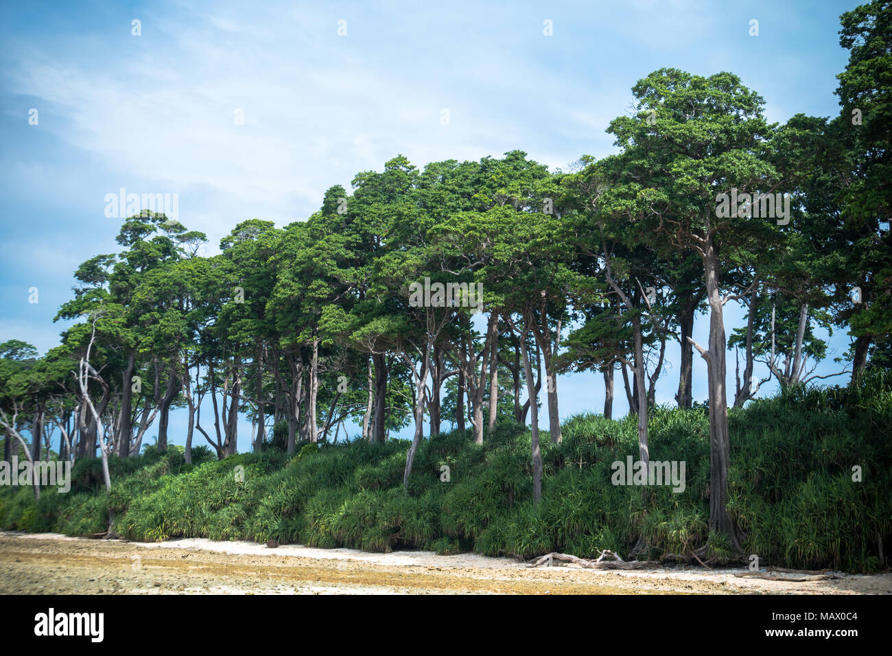 beach, Neil Island, Andaman and Nicobar, India. Dense vegetation of the ...