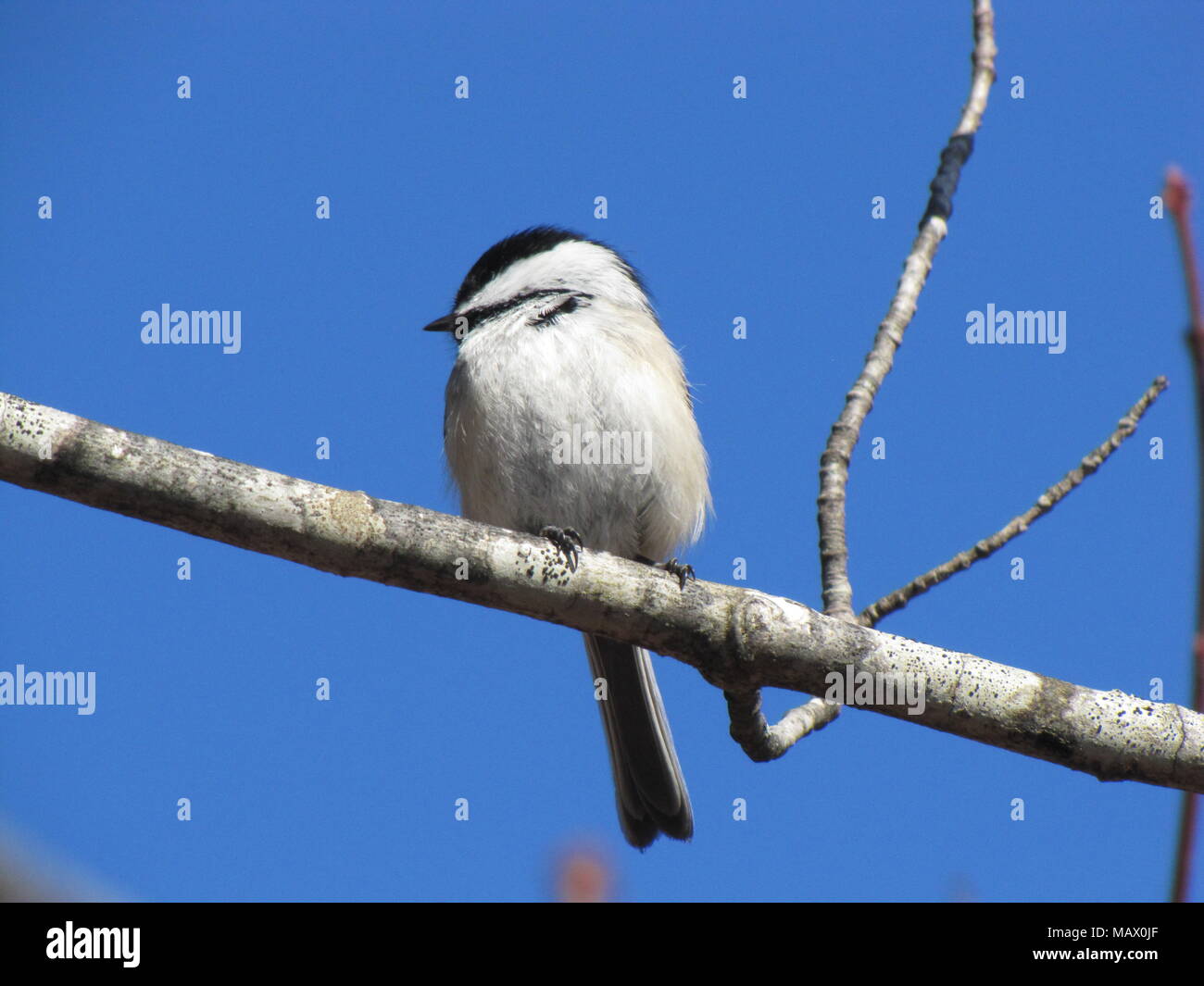 Black Capped Chickadee at East Chezzetcook, Nova Scotia Canada Stock ...