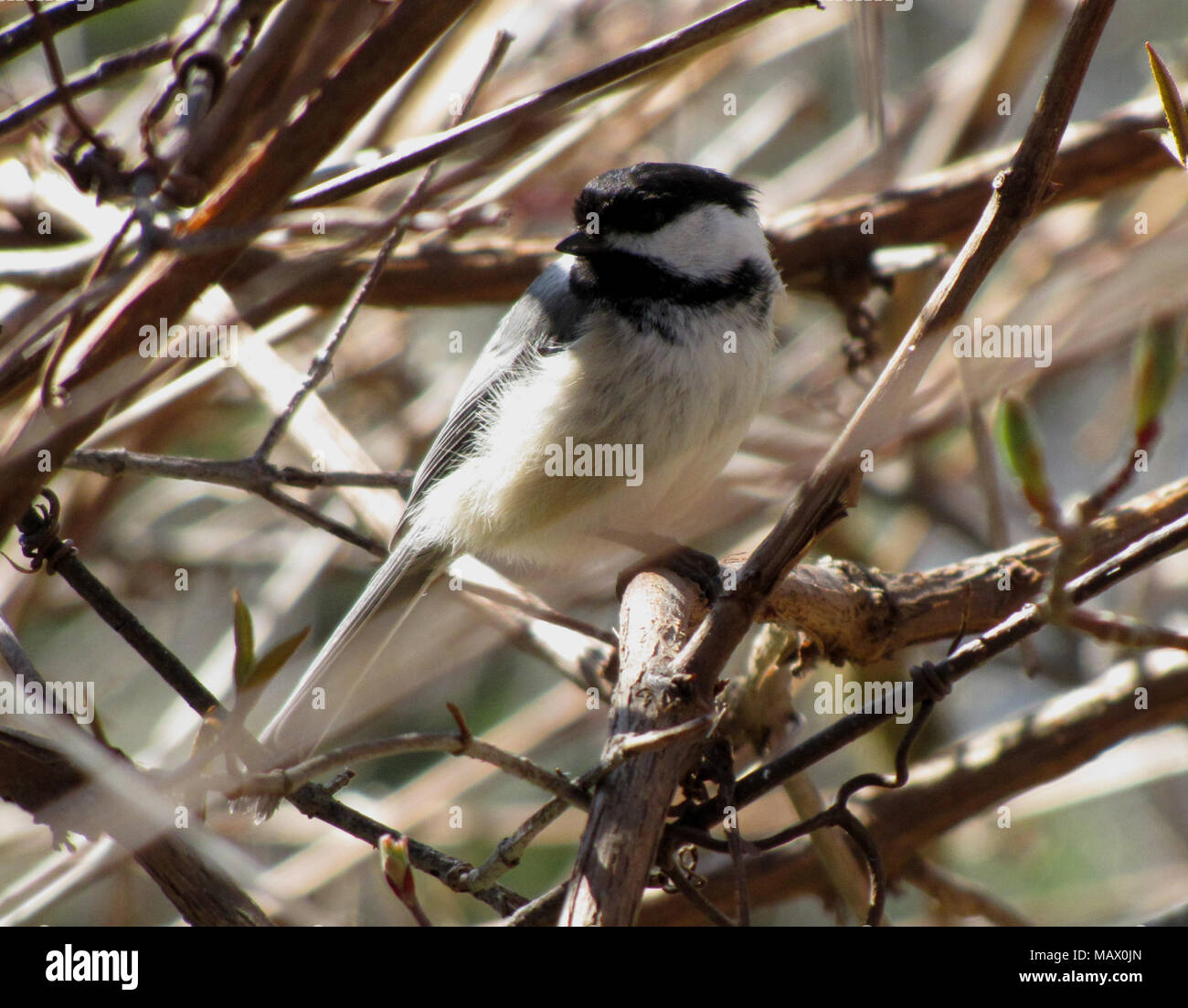 Black capped chickadee summer plumage hi-res stock photography and ...