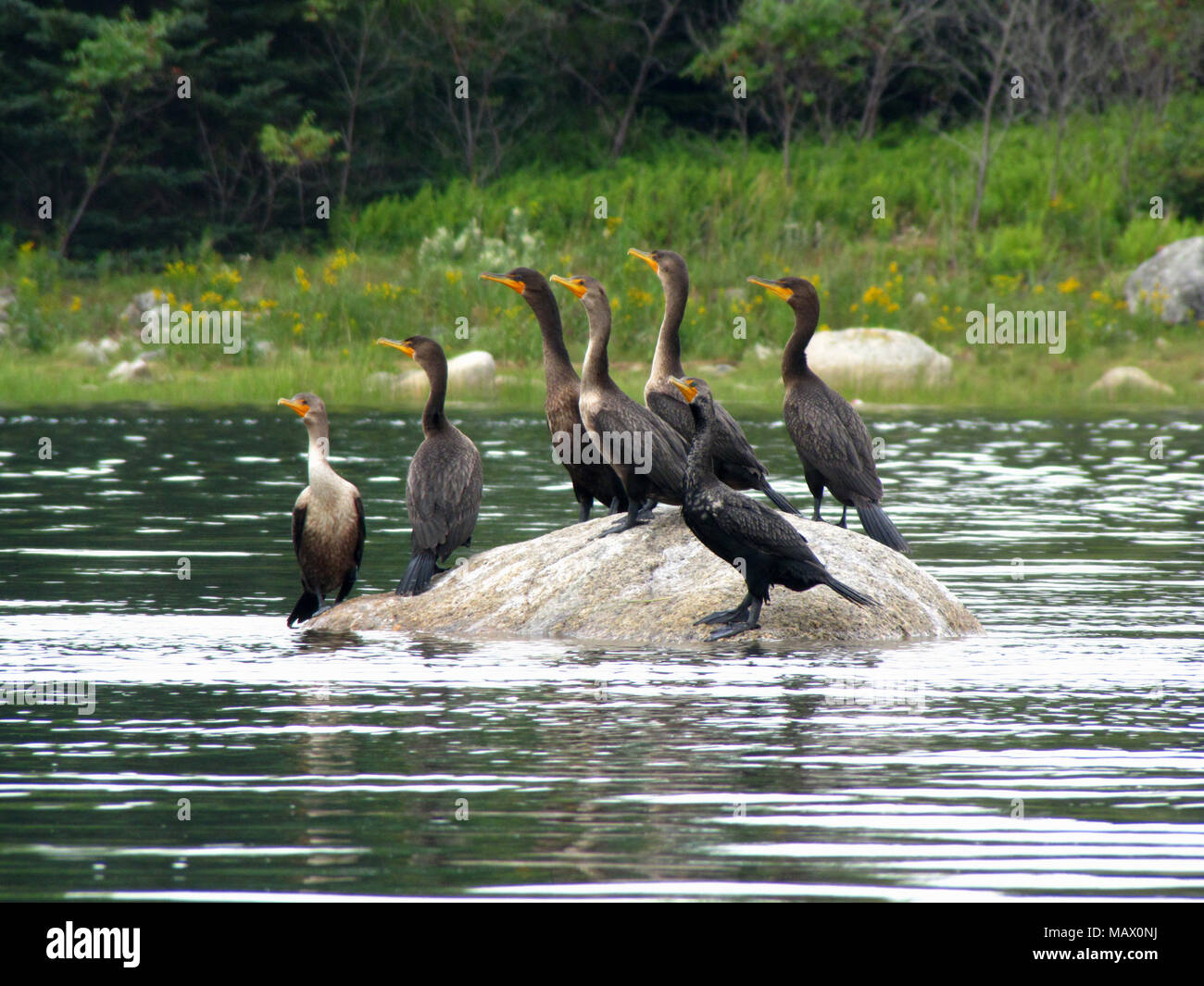 Lower east chezzetcook hi-res stock photography and images - Alamy