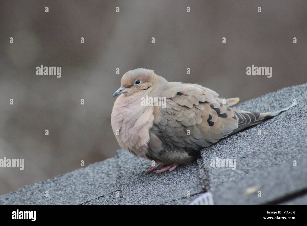 Cool dove hi-res stock photography and images - Alamy