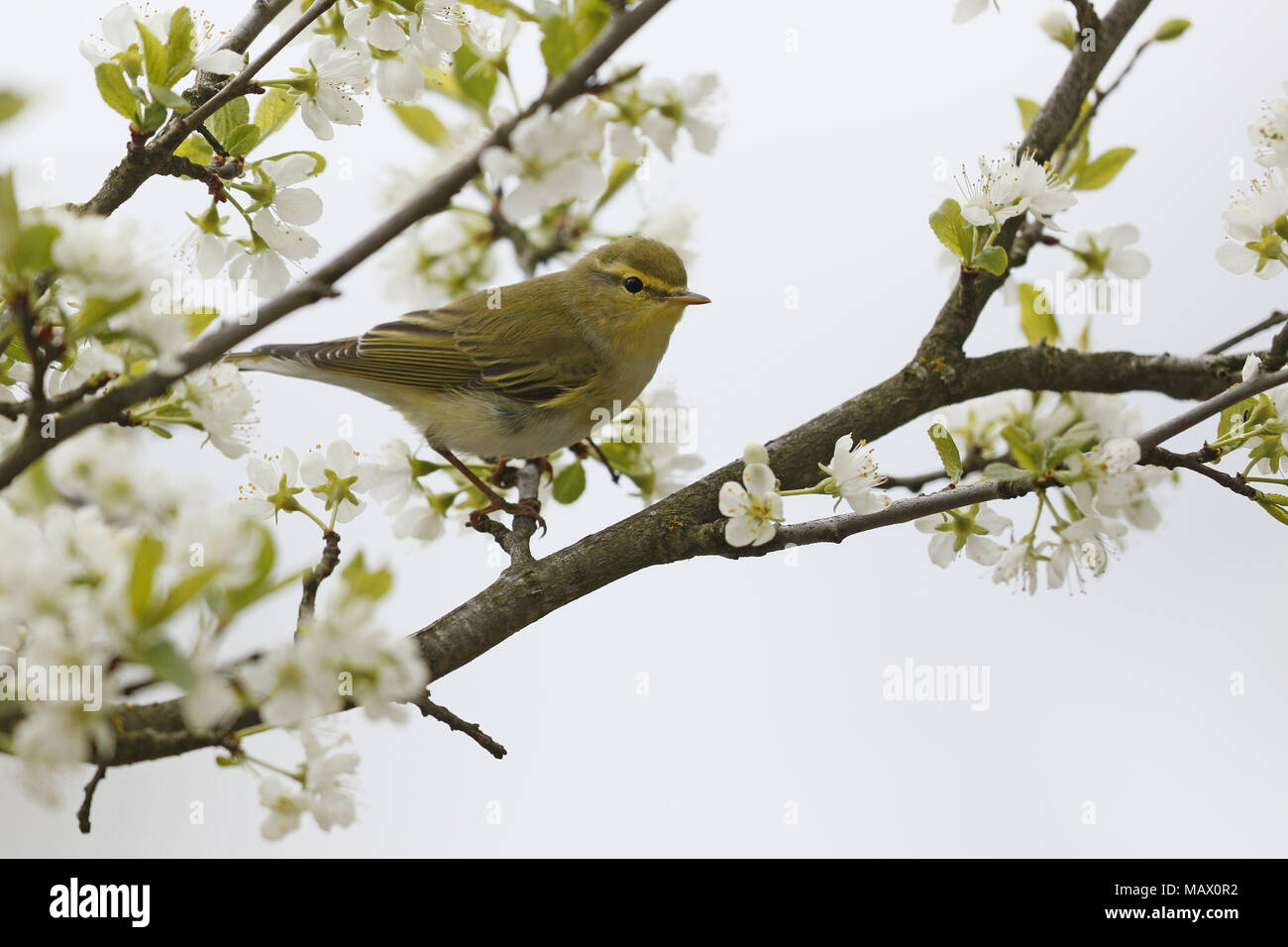 Wood Warbler, Phylloscopus sibilatrix, feeding in white blossom tree ...