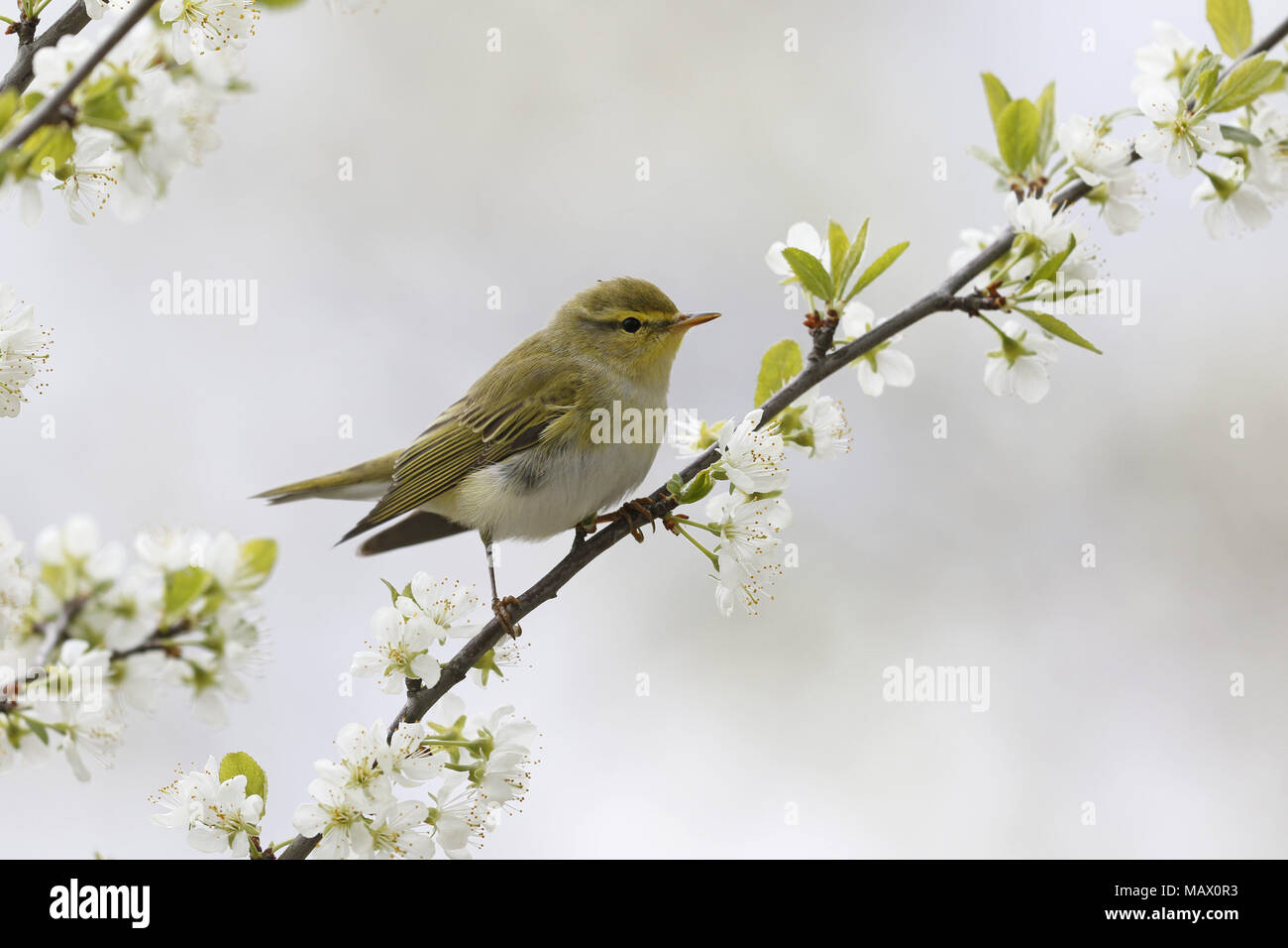 Wood Warbler, Phylloscopus sibilatrix, feeding in white blossom tree ...