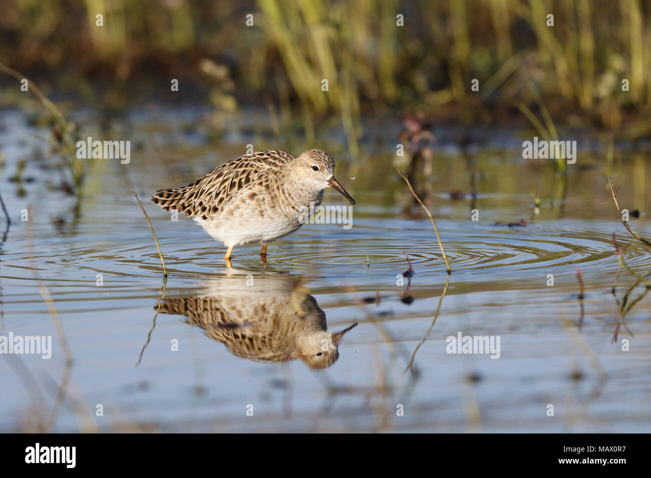 Ruff bird female hi-res stock photography and images - Alamy