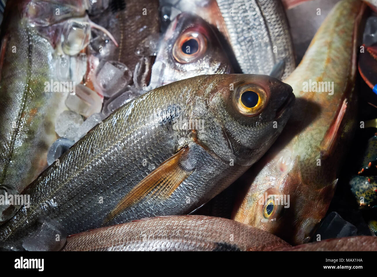 Fishes Died High Resolution Stock Photography and Images - Alamy