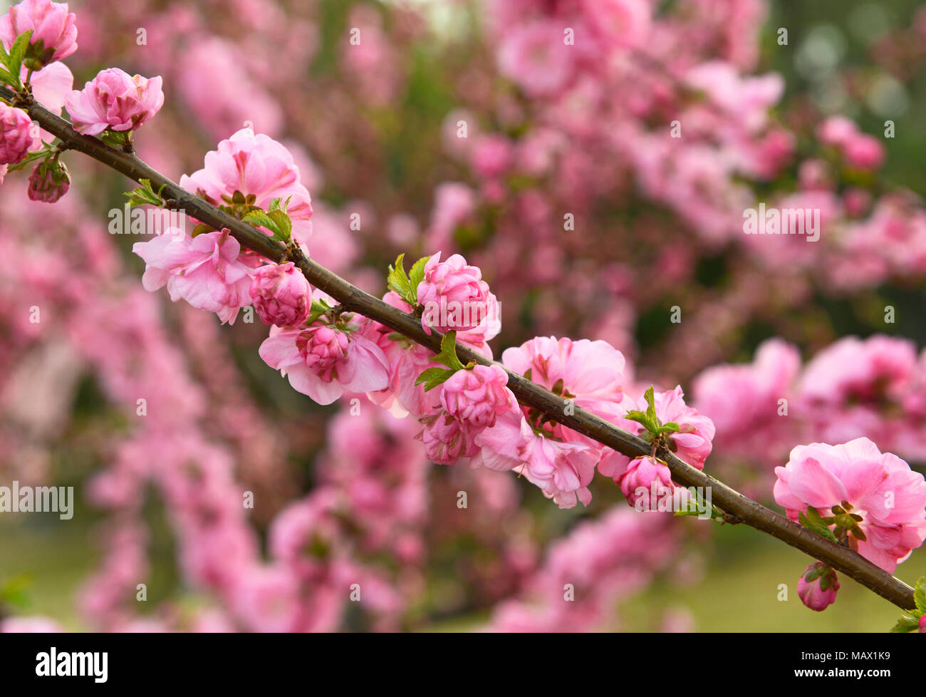 Profusely laden branch of a flowering cherry tree in Beijing, China ...