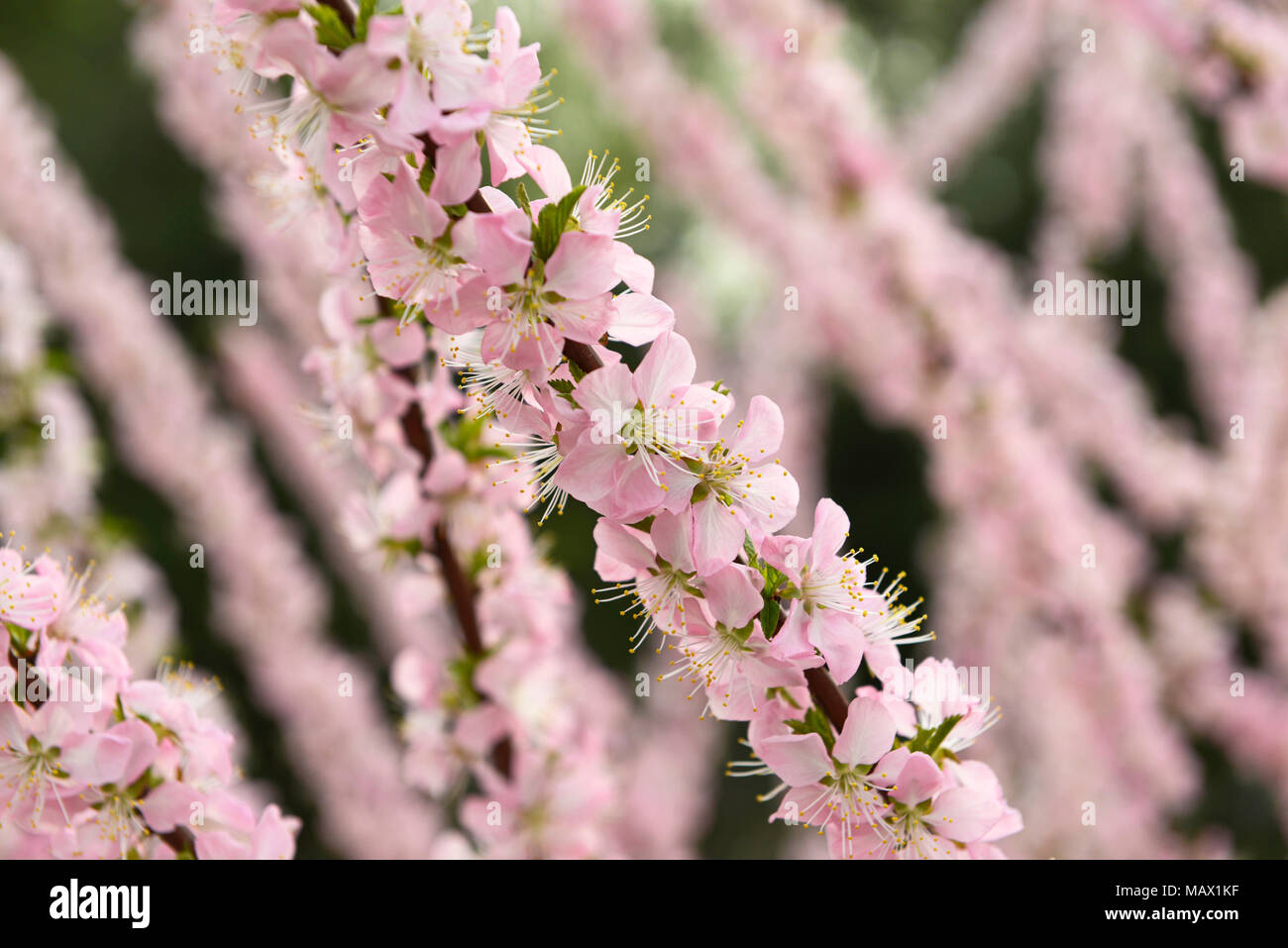 Profusely laden branch of a flowering cherry tree in Beijing, China ...